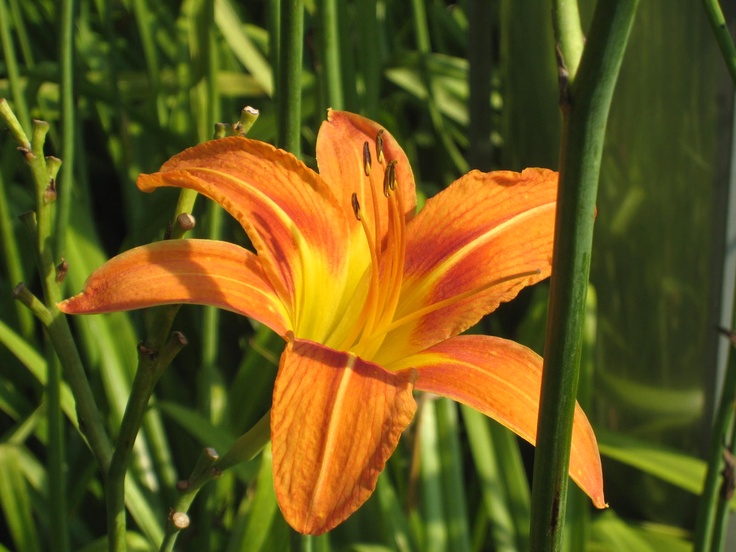 Lily Class Newsletters - Montessori School of C-U